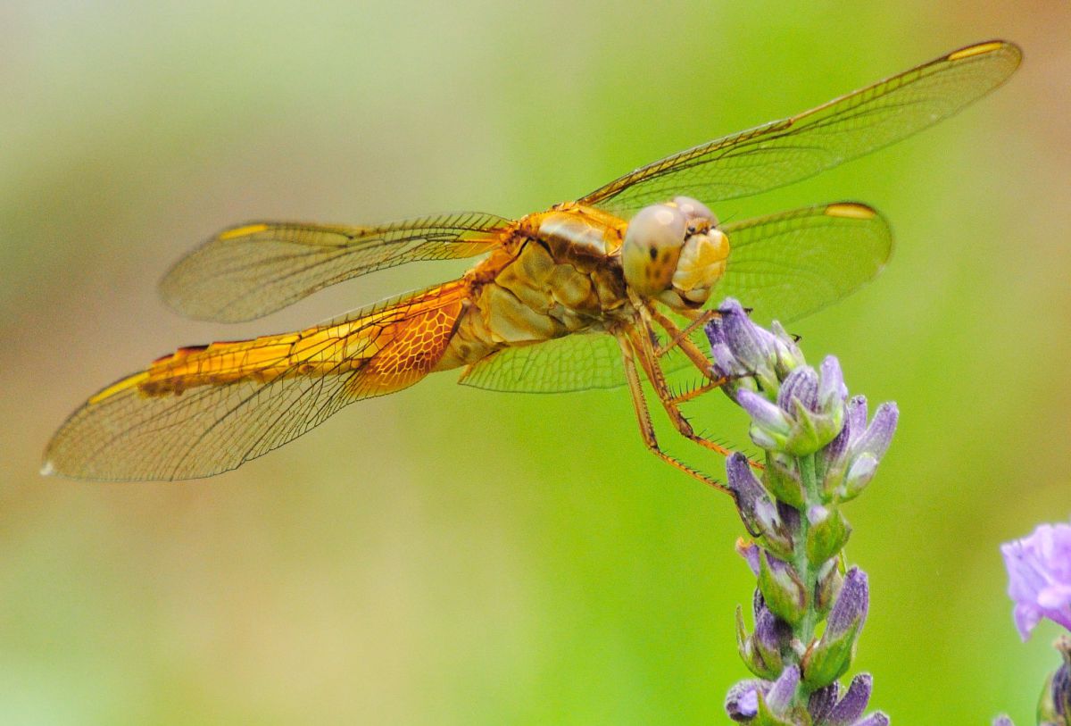 Golden dragonfly | GANREF