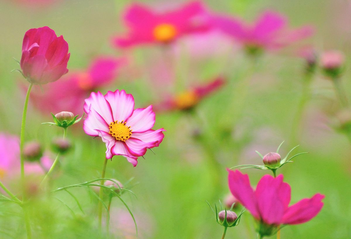 艶やかに | GANREF