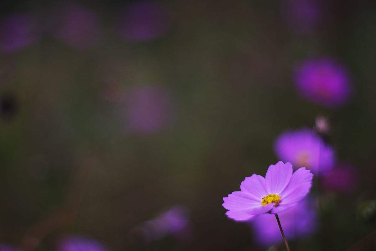 晩秋の色 | GANREF