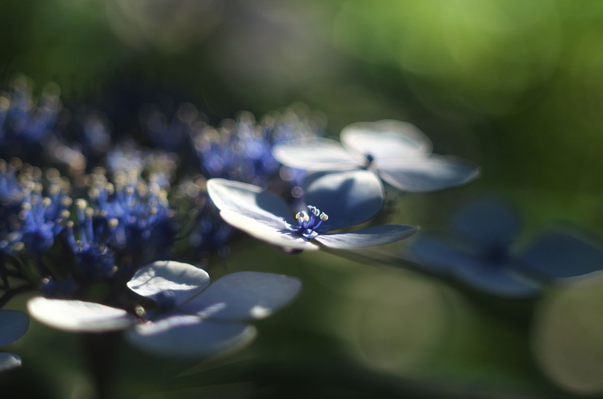 朝日を浴びて | GANREF