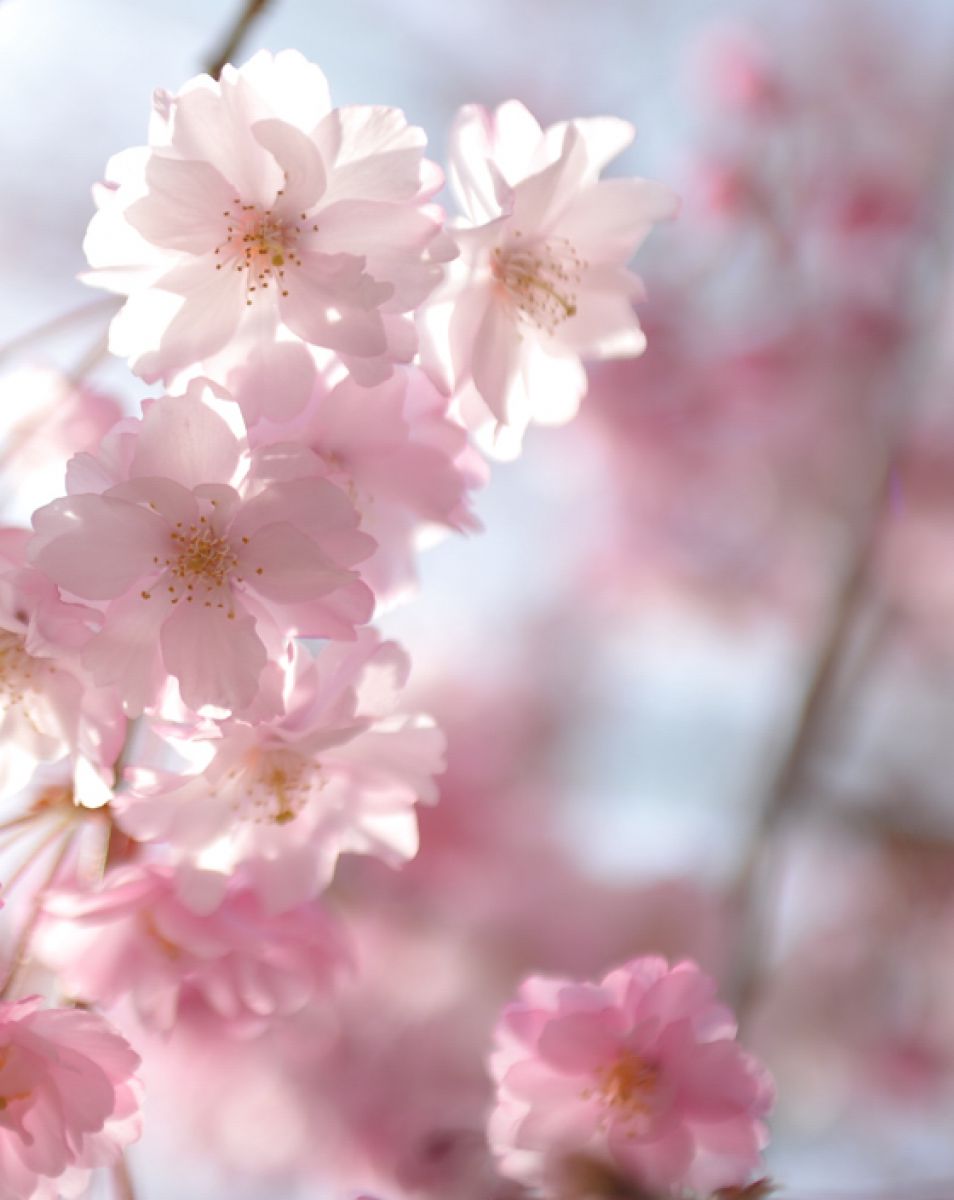 cherry blossom | GANREF