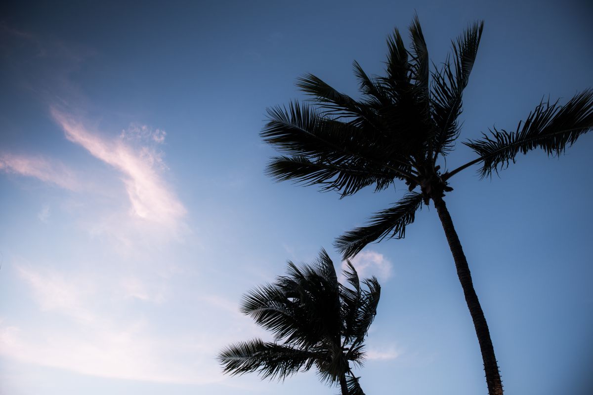 Blue in the wind | GANREF