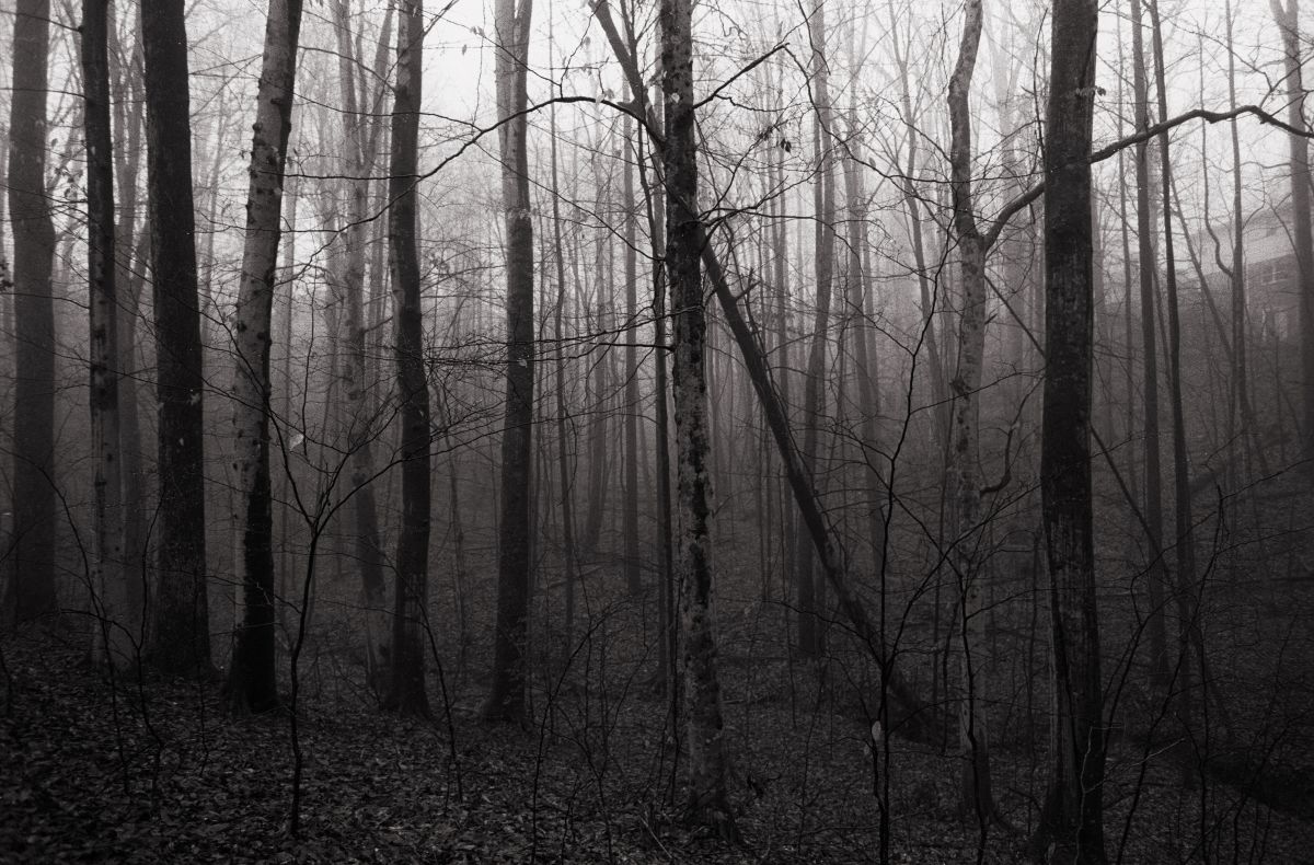 Foggy Winter Forest | GANREF