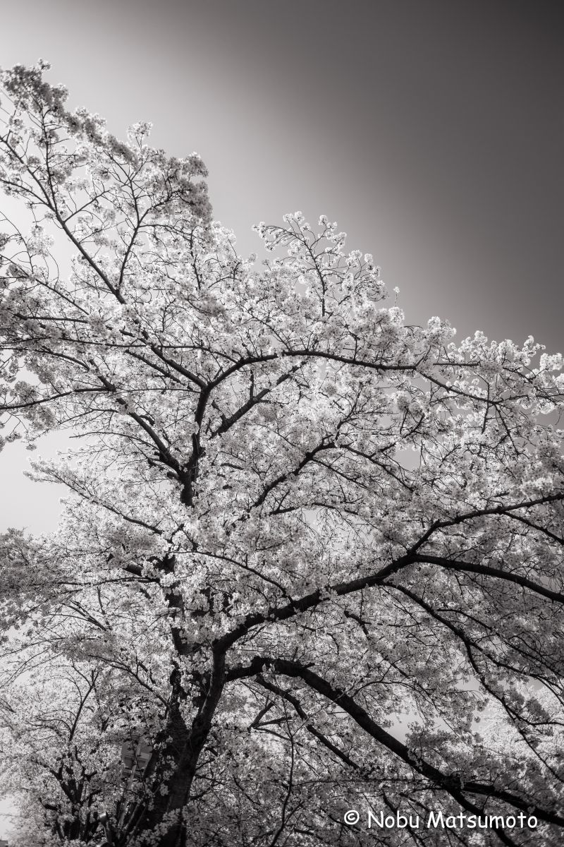 Cherry Tree in Life | GANREF