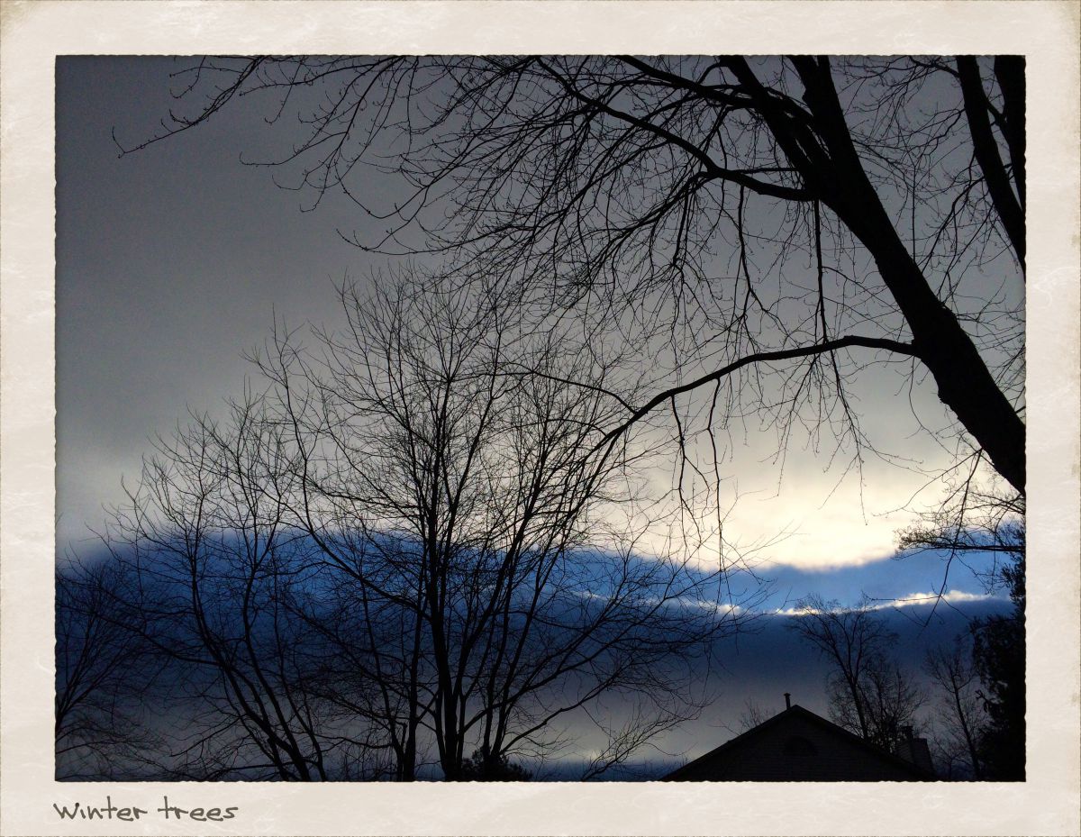 Winter trees | GANREF