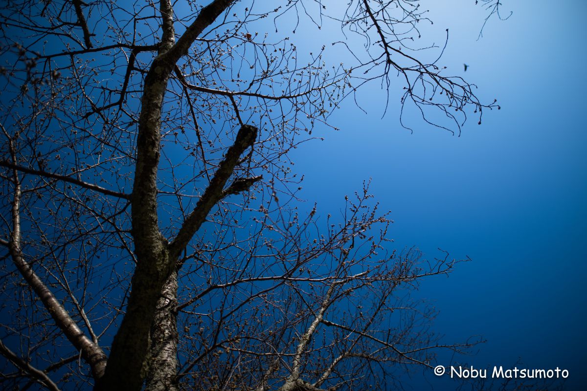 Cherry Tree | GANREF