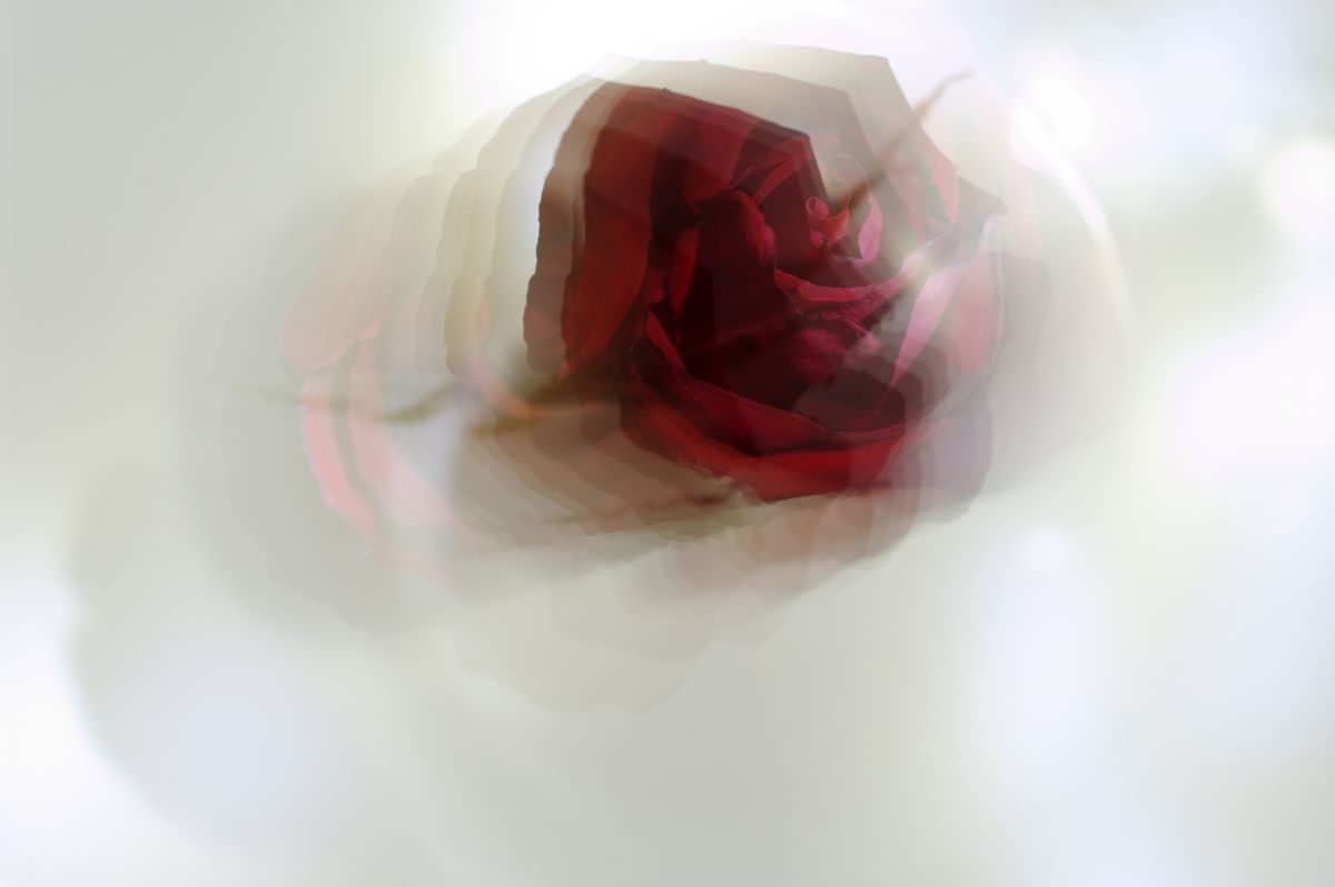 Floating Rose | GANREF