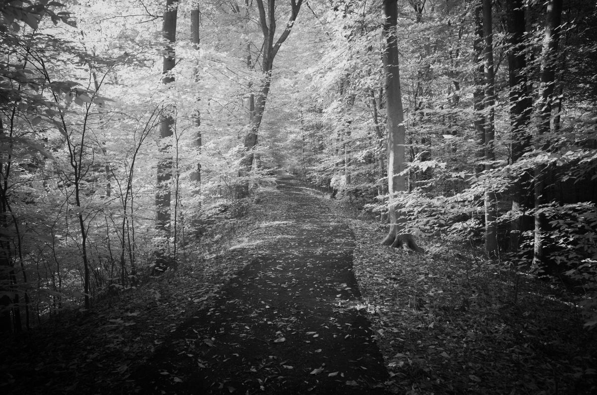 Autumn Tone | GANREF