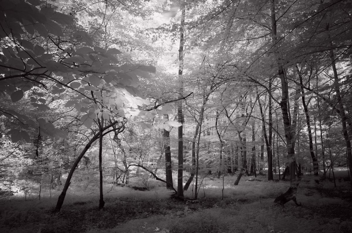 In the Forest - Unusual Form - | GANREF