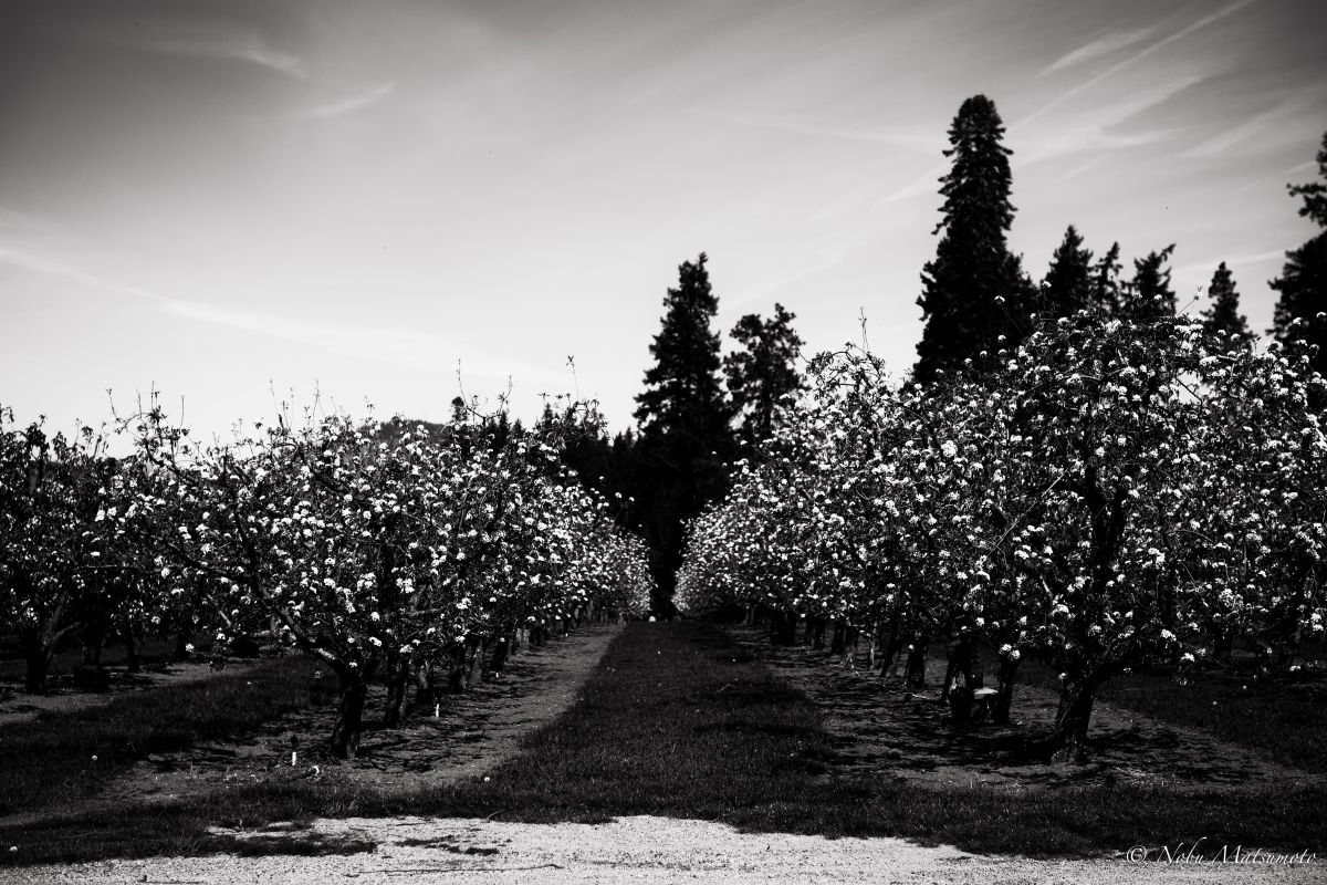 Apple trees & Apple trees | GANREF