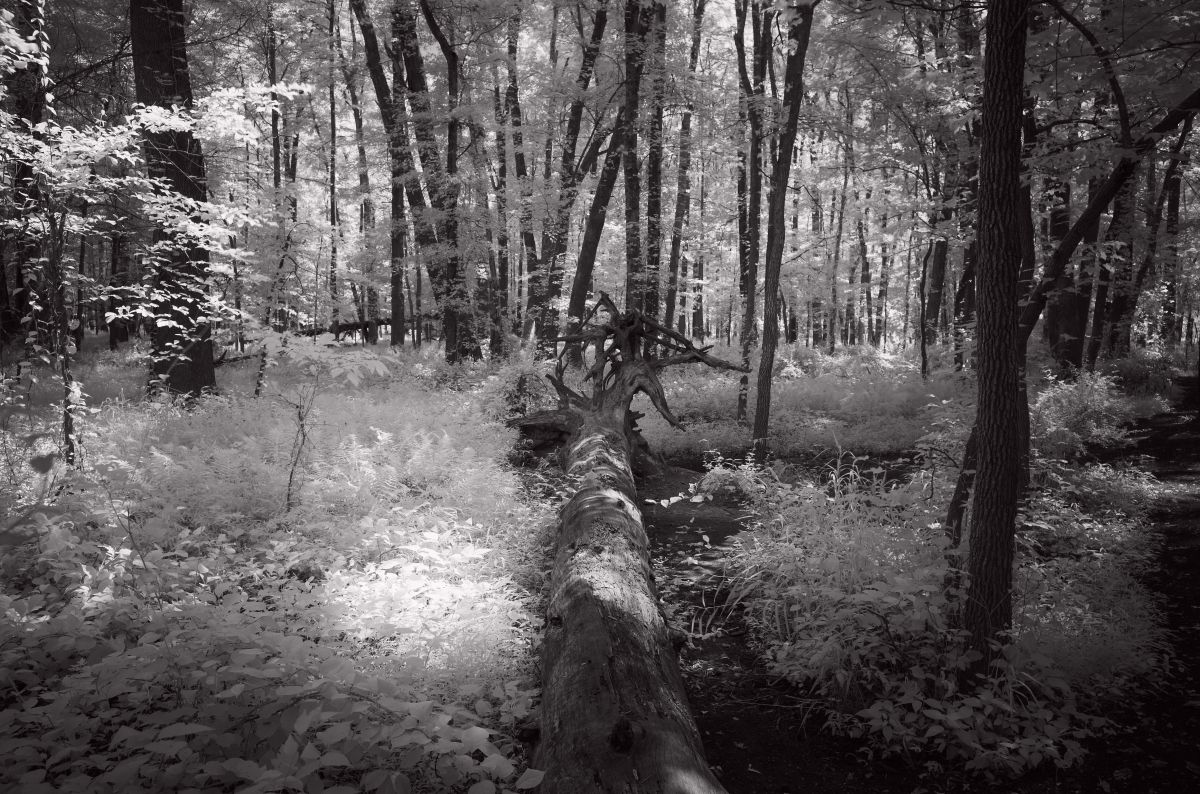 In the Forest - RIP - | GANREF