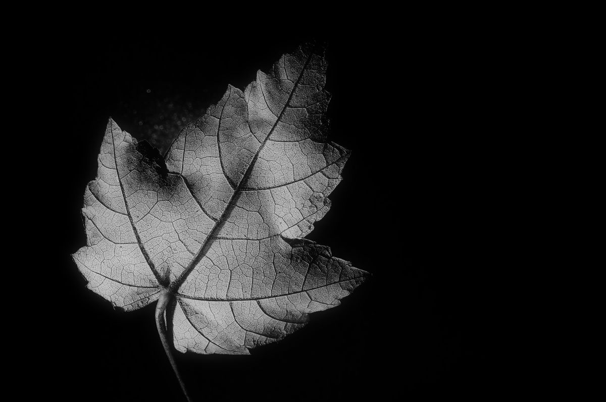 Metallic Leaf | GANREF