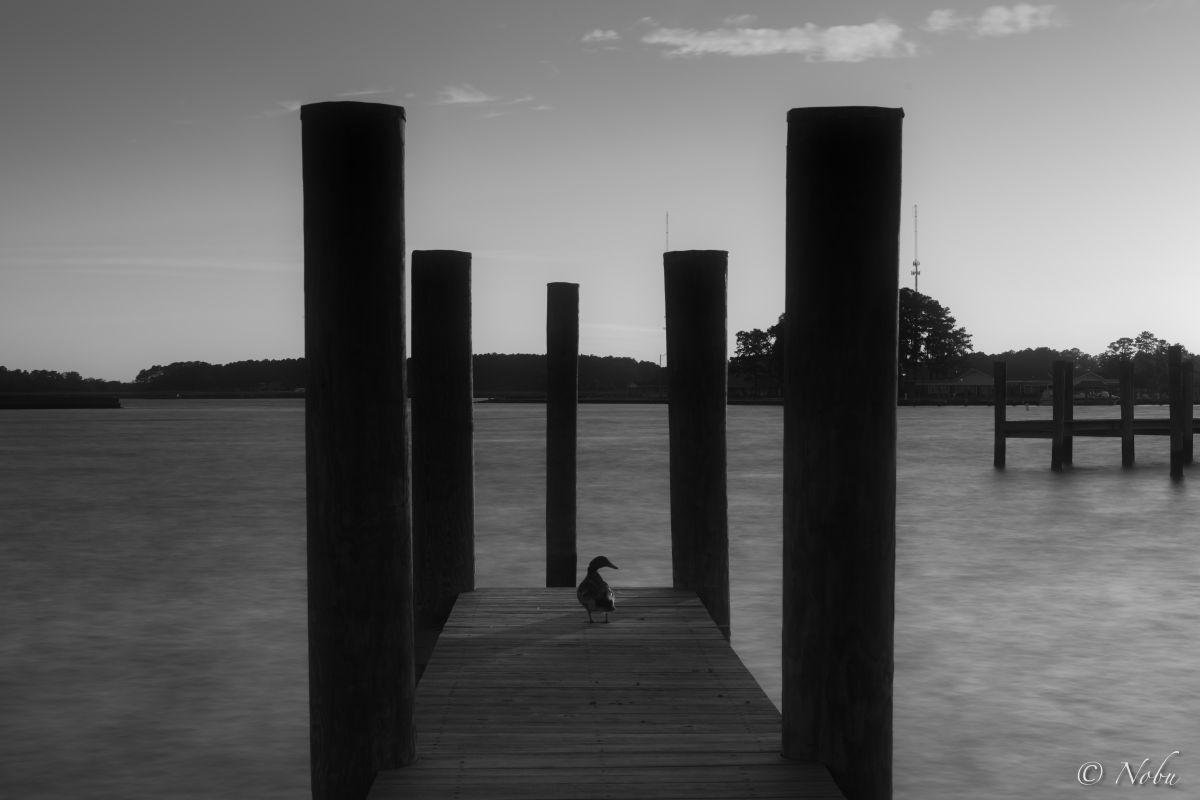 A Duck with Five Posts | GANREF