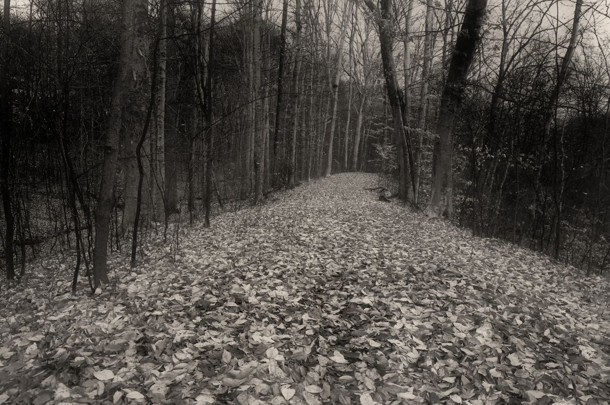 Leaf carpet | GANREF