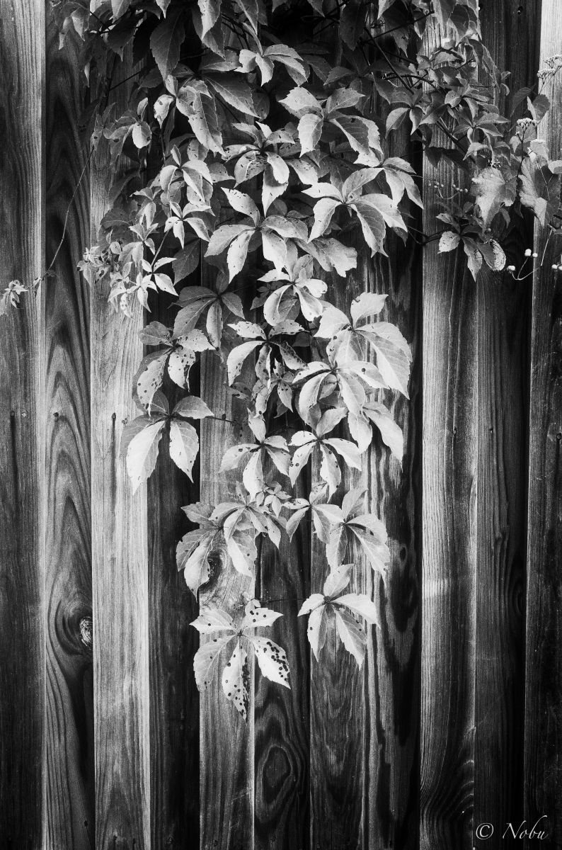 Wrong Way 2 | GANREF