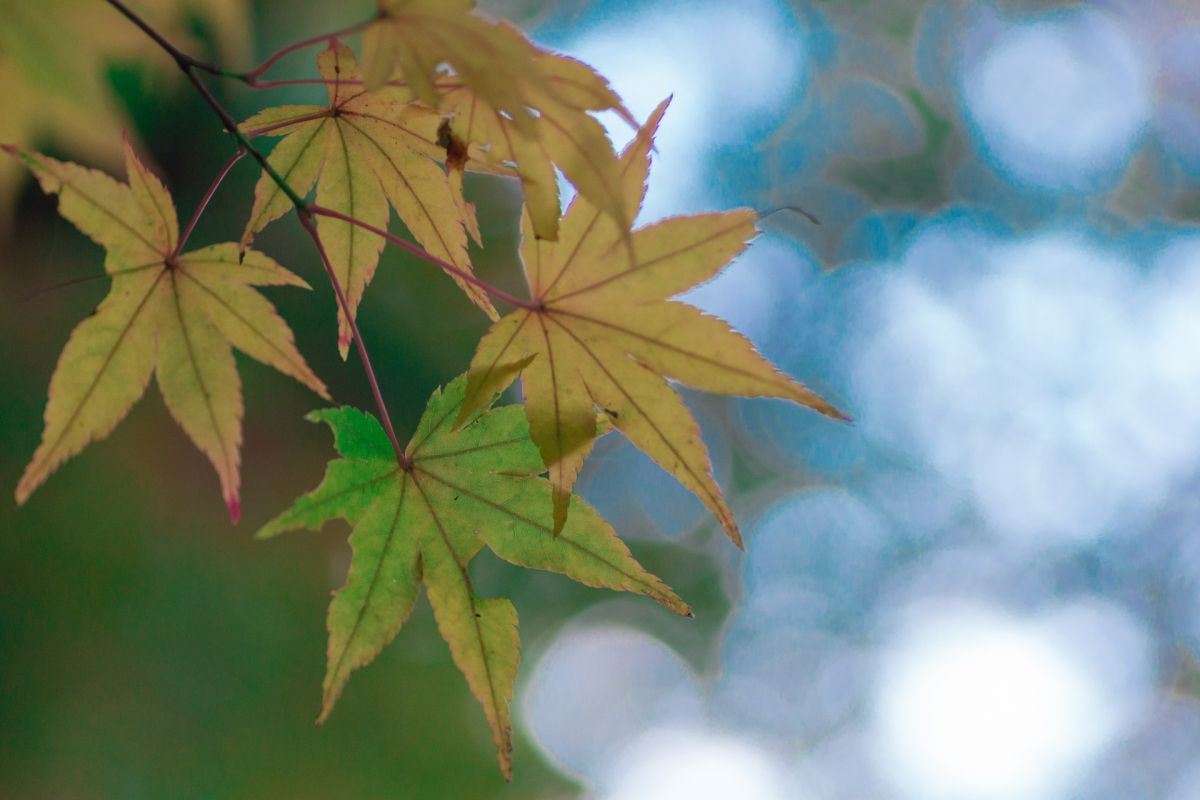 Autumn Leaves | GANREF