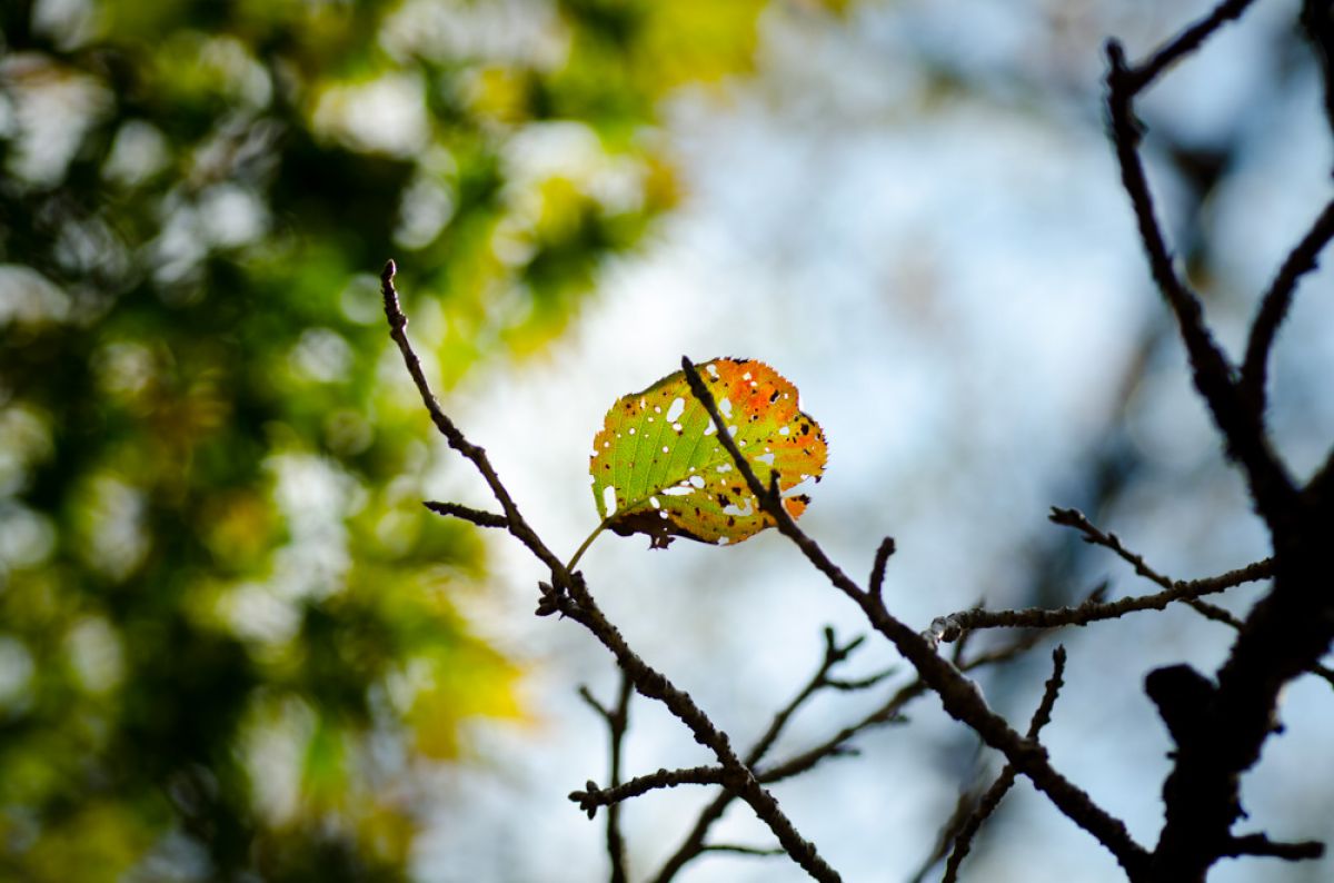 うつろひ | GANREF