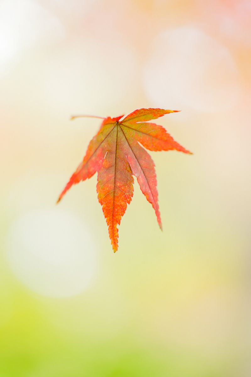 STOP MOTION | GANREF