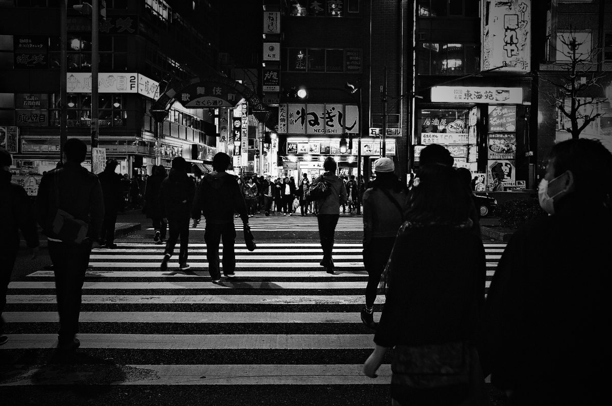 Zebra On The Road | GANREF