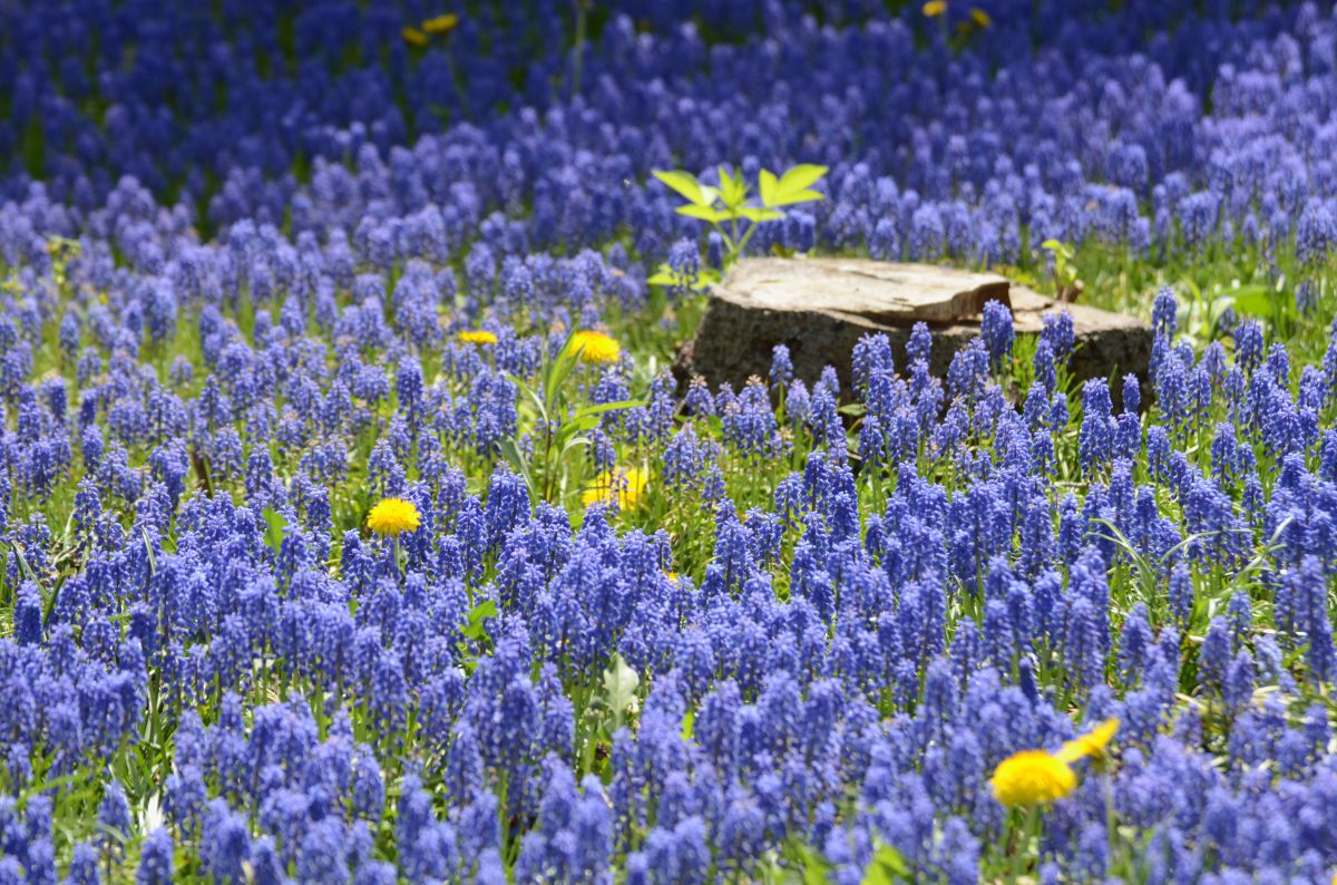 grape hyacinth | GANREF