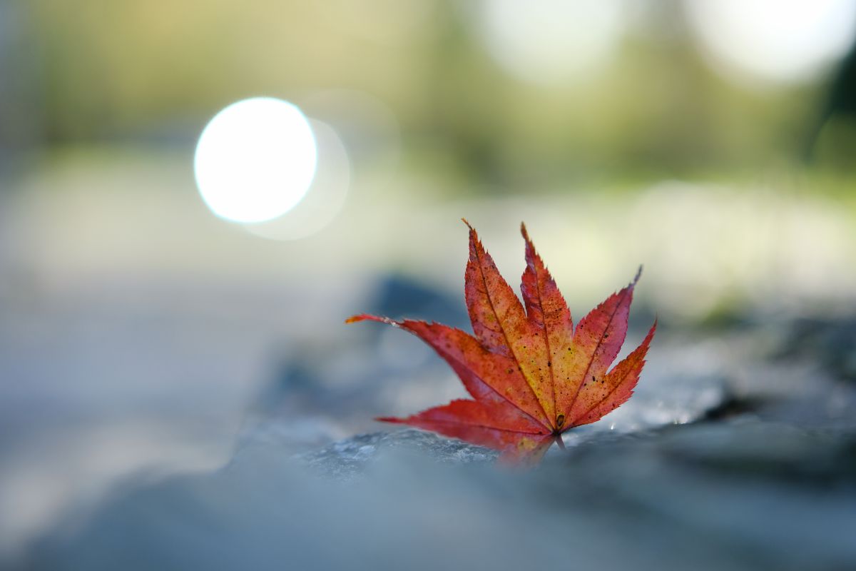 Autumn leaf | GANREF