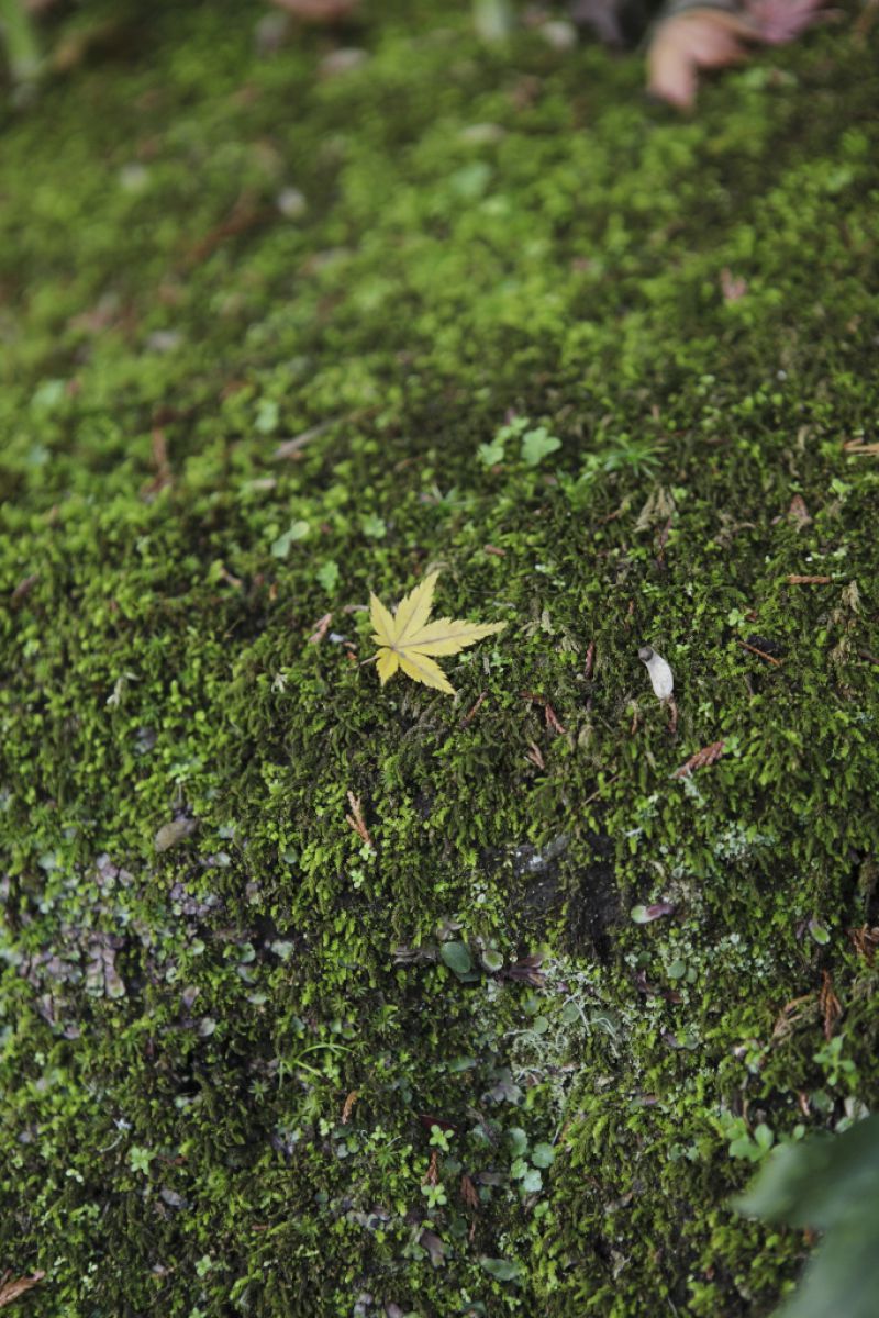 midori_iro_1 | GANREF