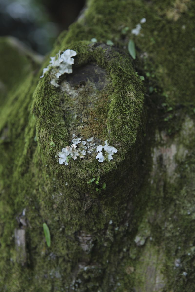 midori_iro_3 | GANREF