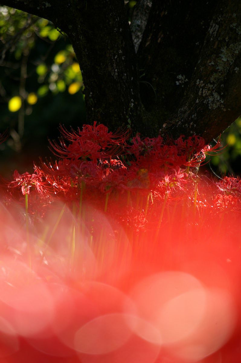 彼岸花と光 | GANREF