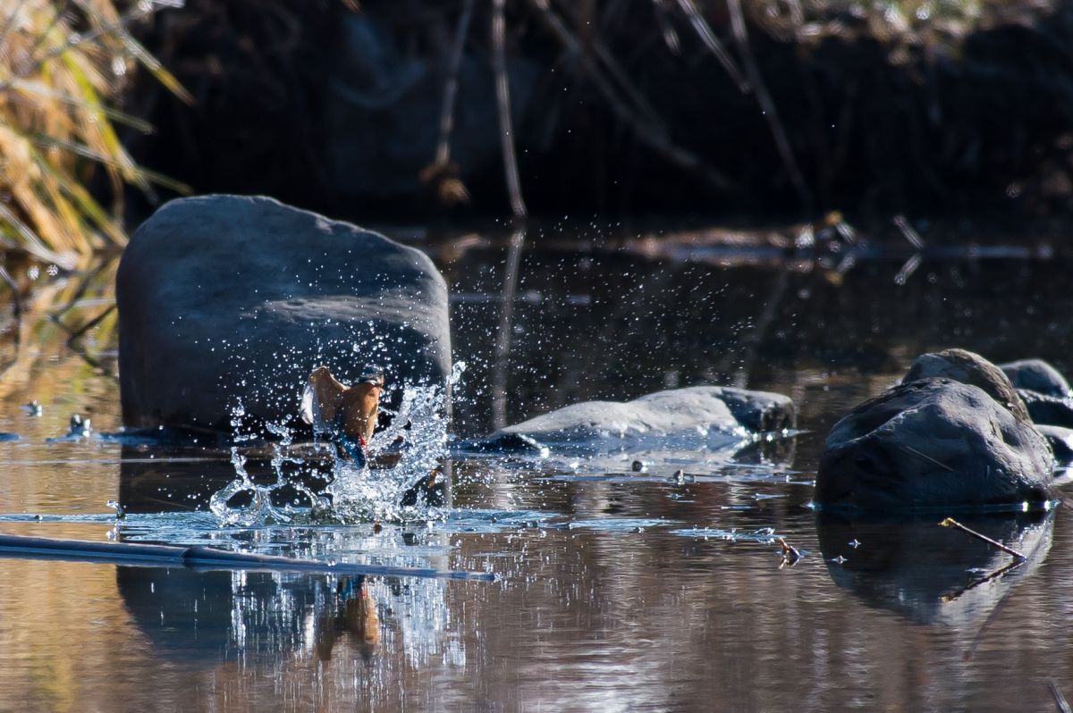 カワセミSPLASH！ | GANREF