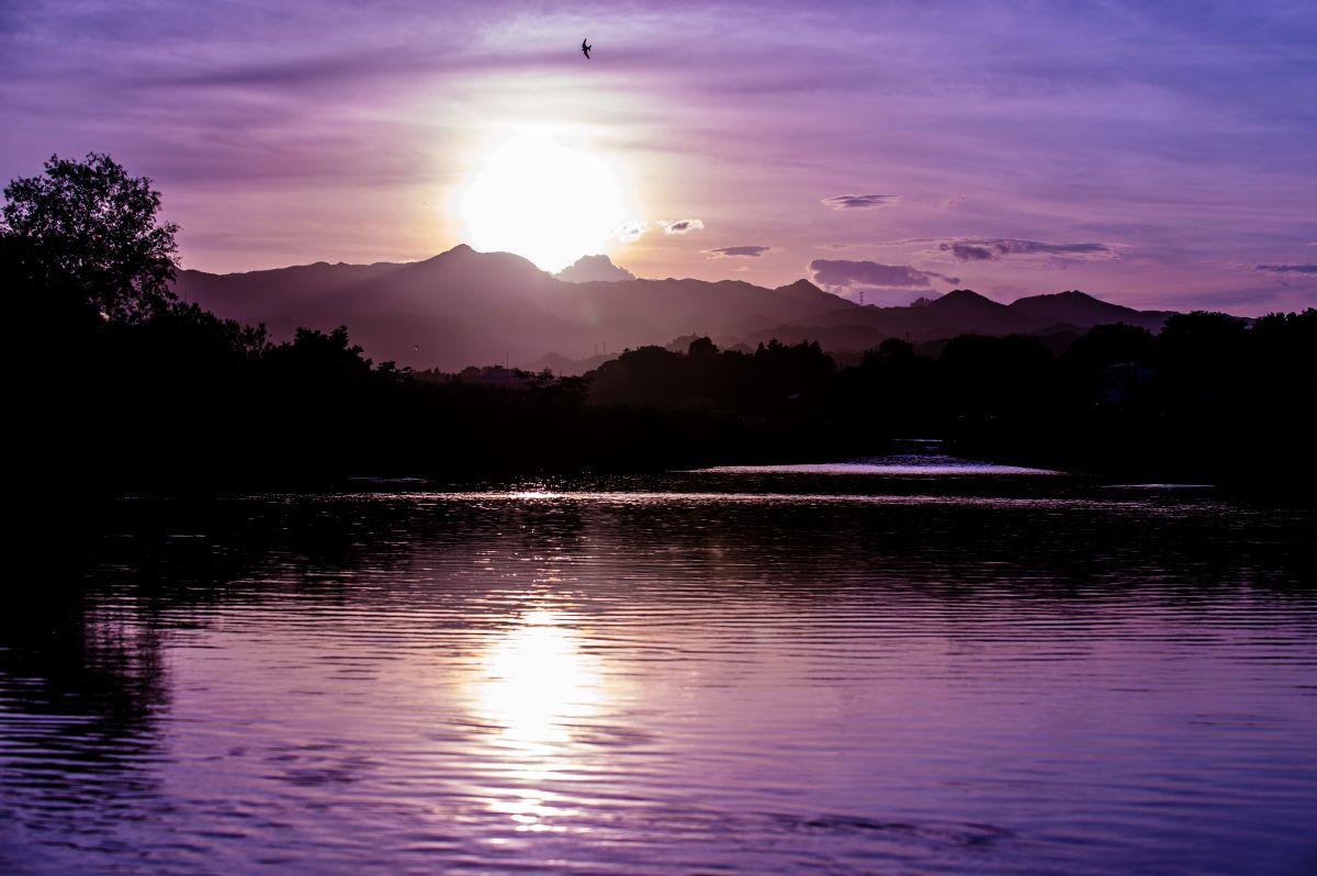 Purple view | GANREF