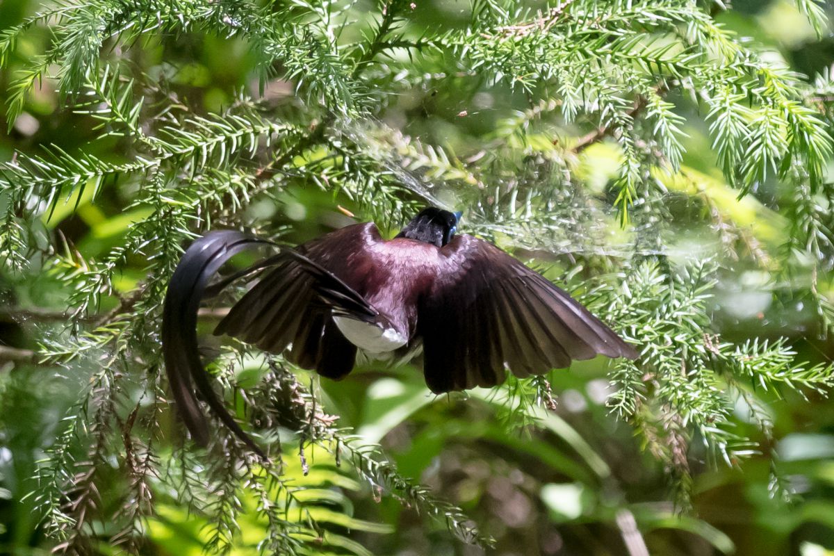 2018サンコウチョウ012 | GANREF