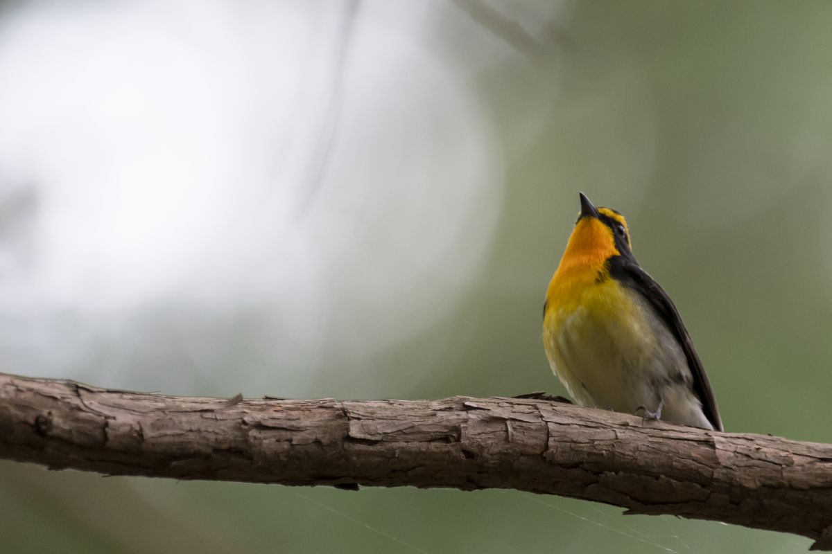 Wellcome spring | GANREF