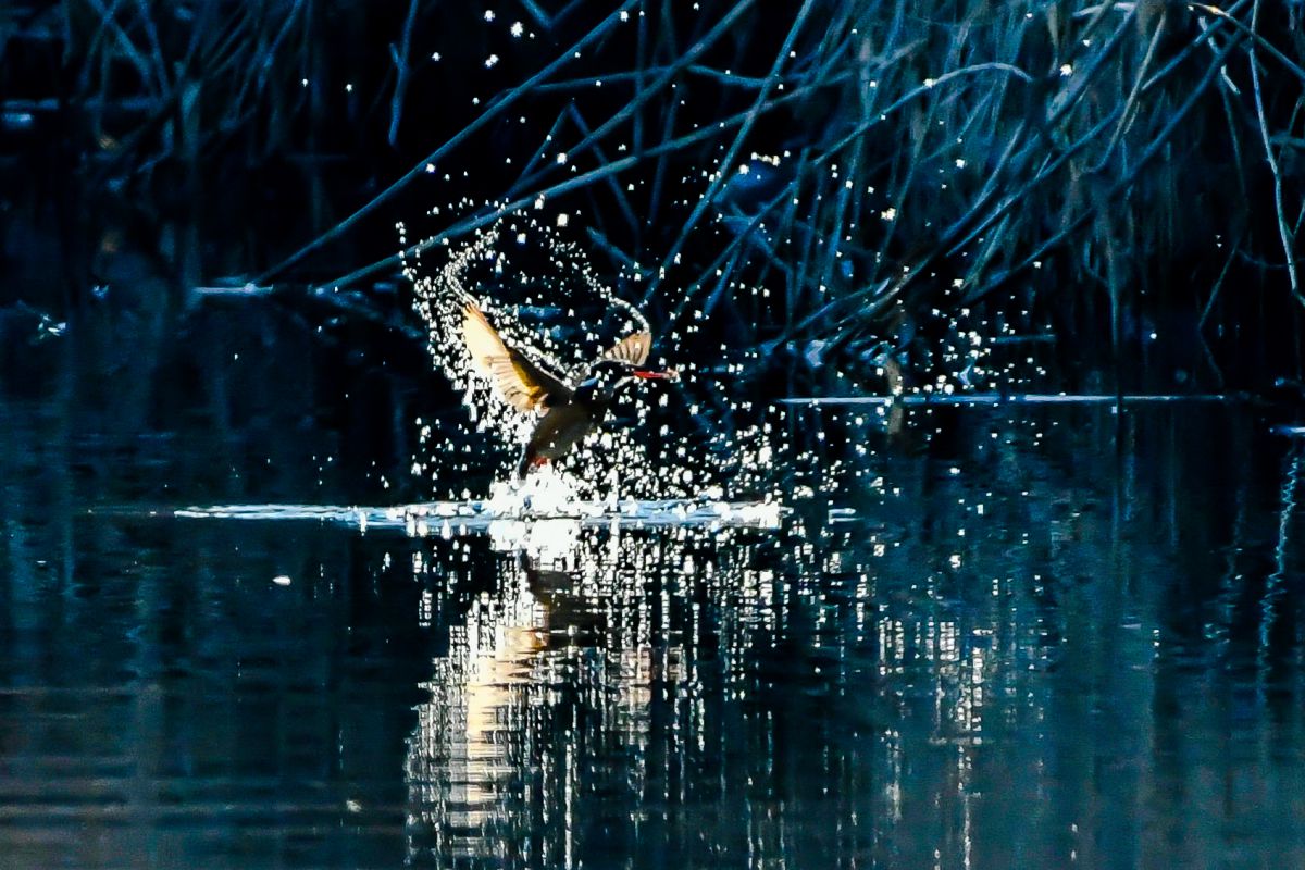 Splash Backlight | GANREF