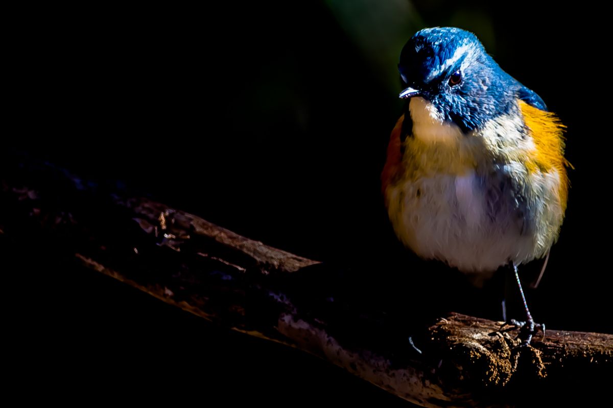 Blue Existence | GANREF