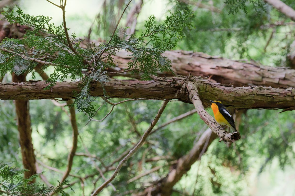 Holiday routine | GANREF