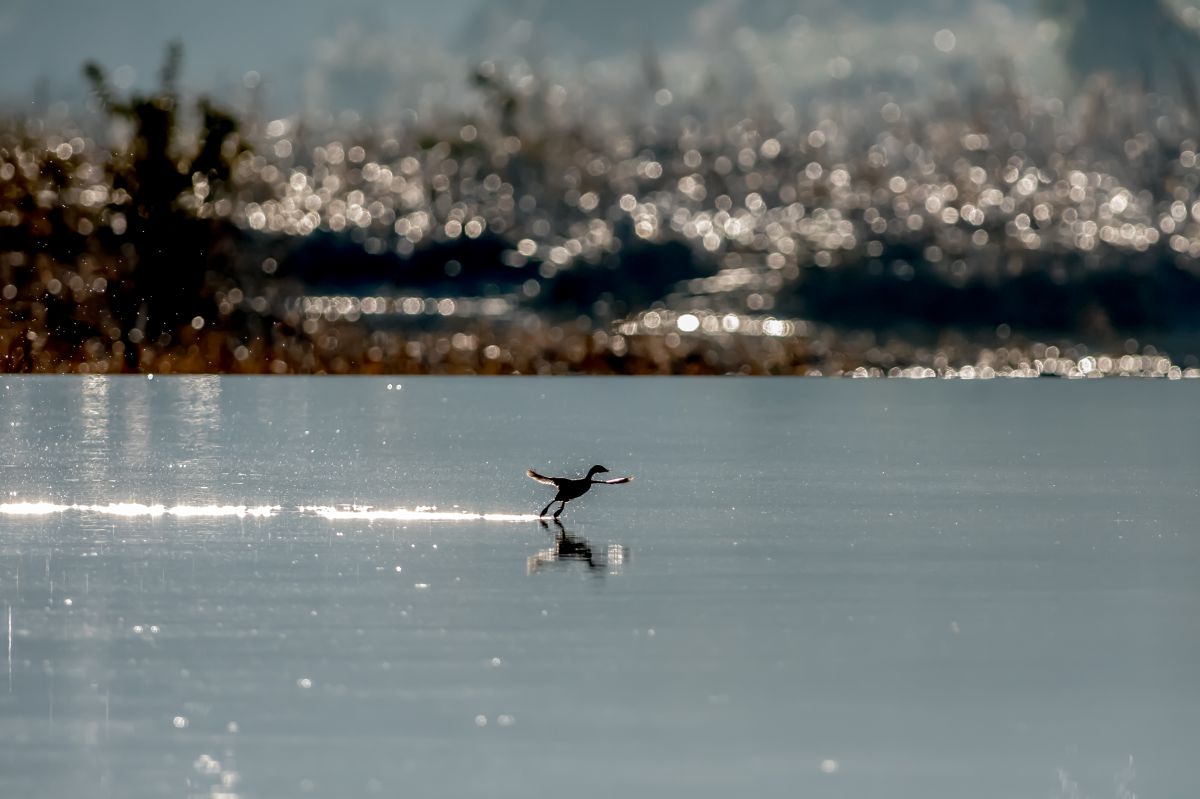 WATER DANCE | GANREF