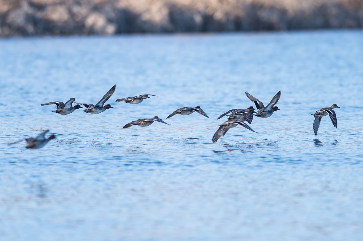 River Flight Team | GANREF