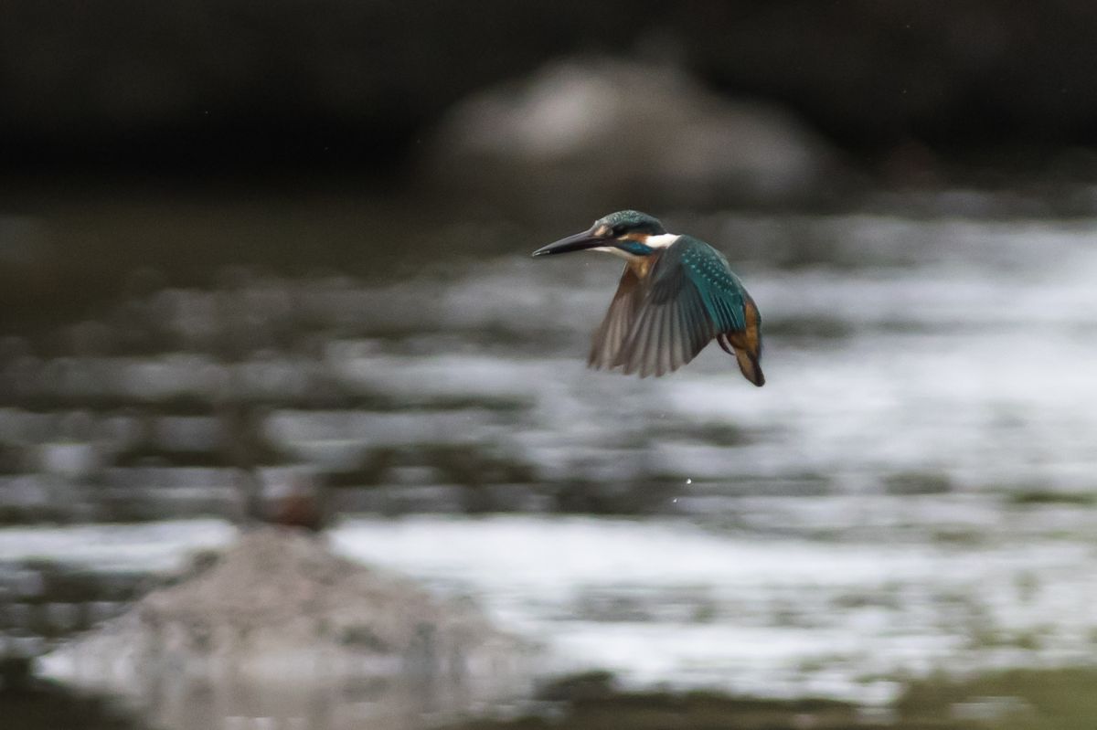 ショートホバ | GANREF