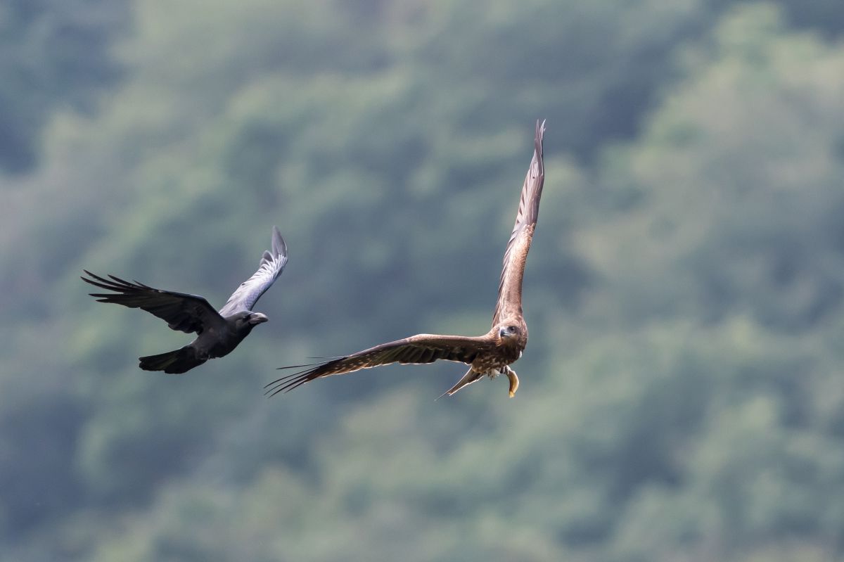 Battle～ロックオン | GANREF