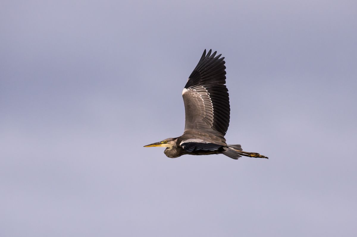 Grey Heron | GANREF