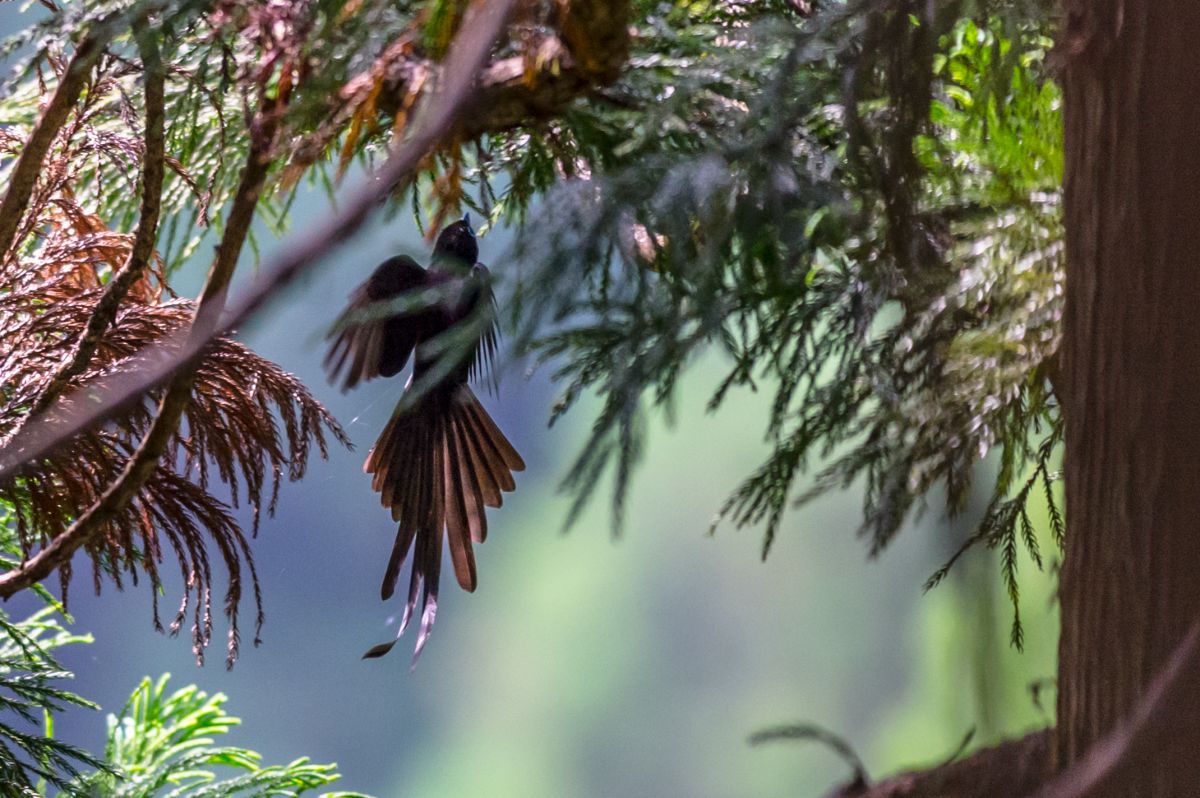 Paradaise Flying | GANREF