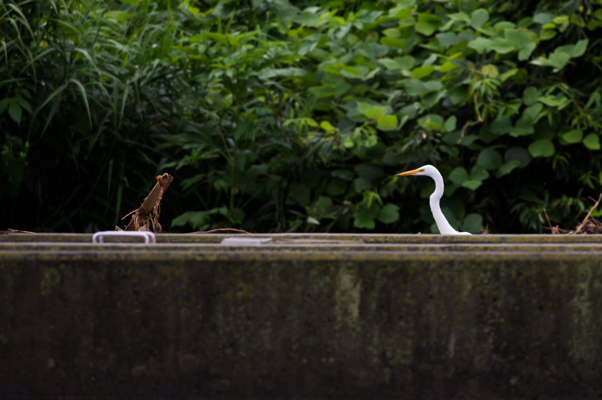 「はじめまして」「・・・」？？？ | GANREF