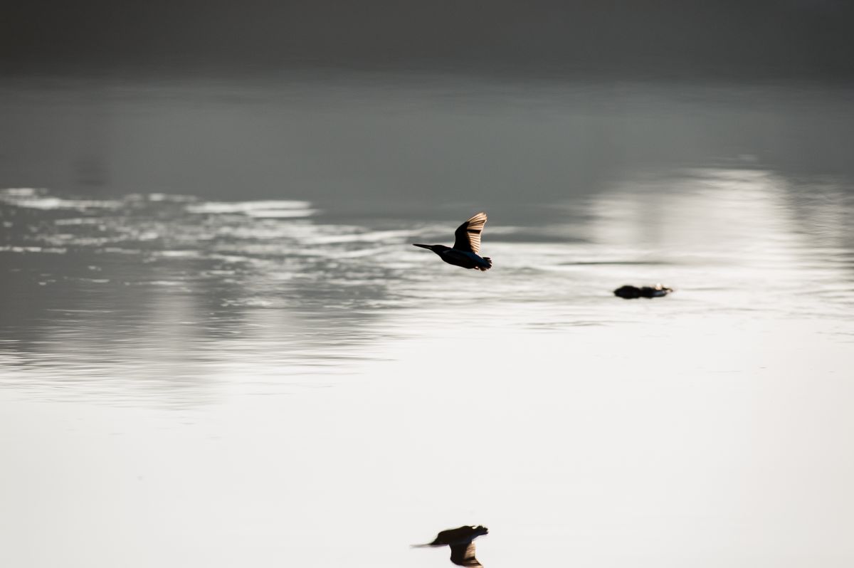 One shutter | GANREF