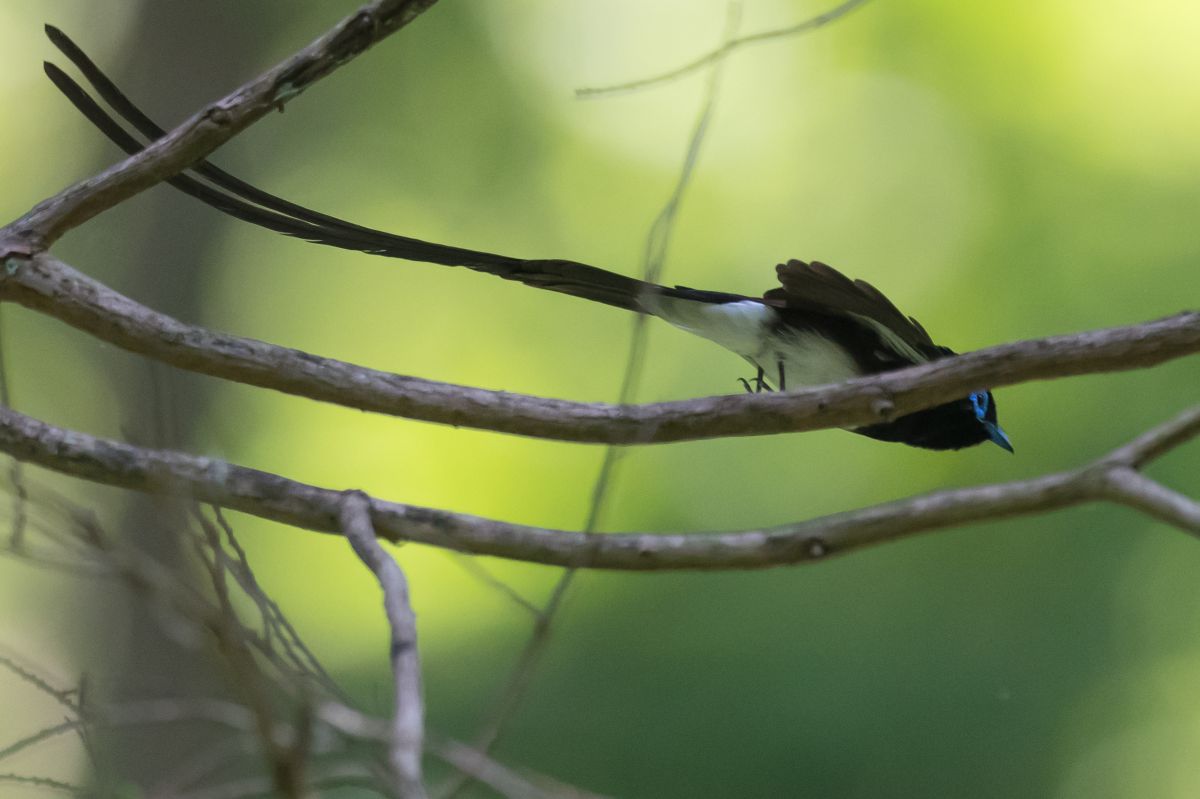 2018サンコウチョウ024 | GANREF