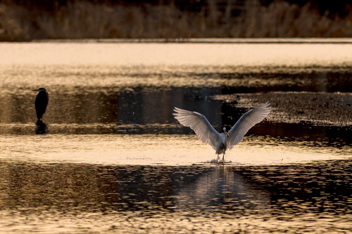 早朝のGET | GANREF