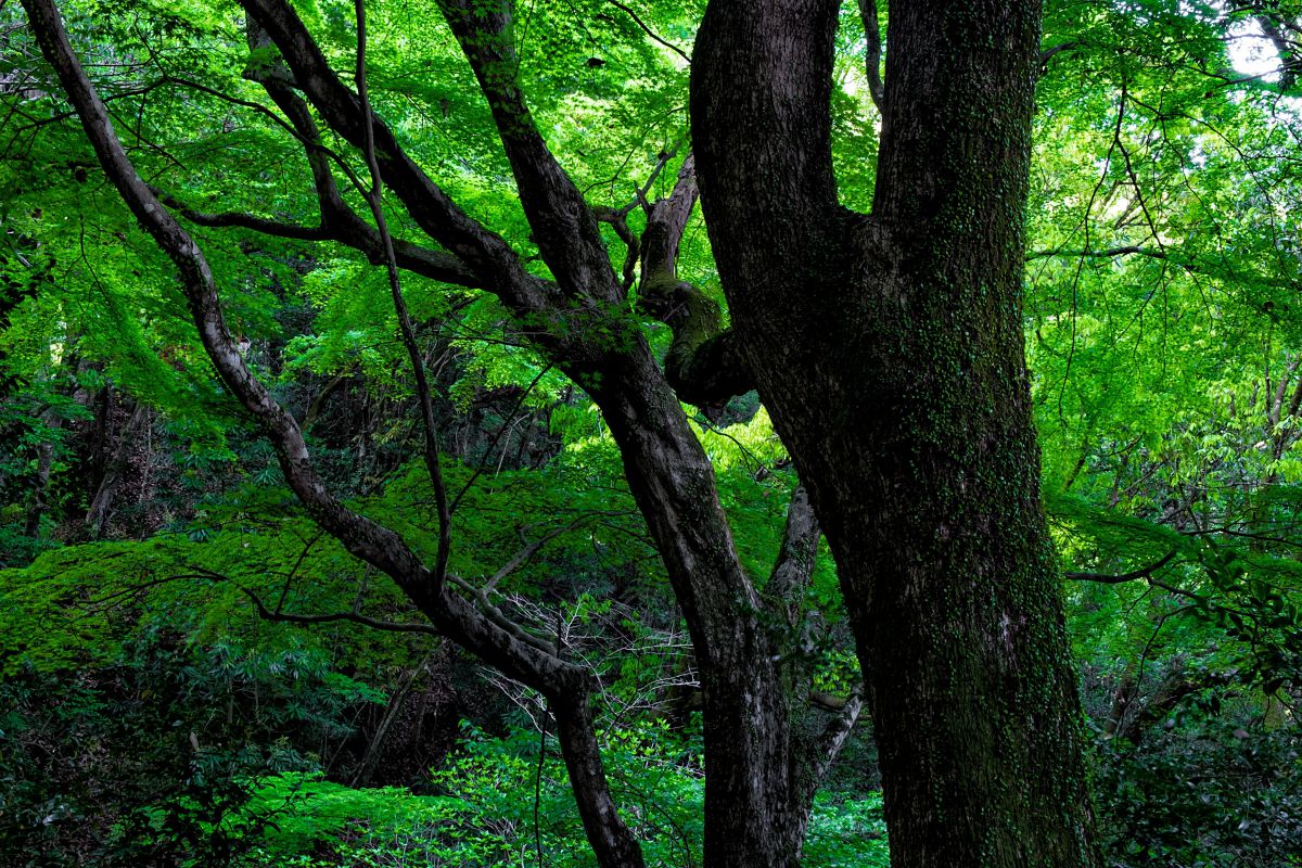 Fresh green | GANREF