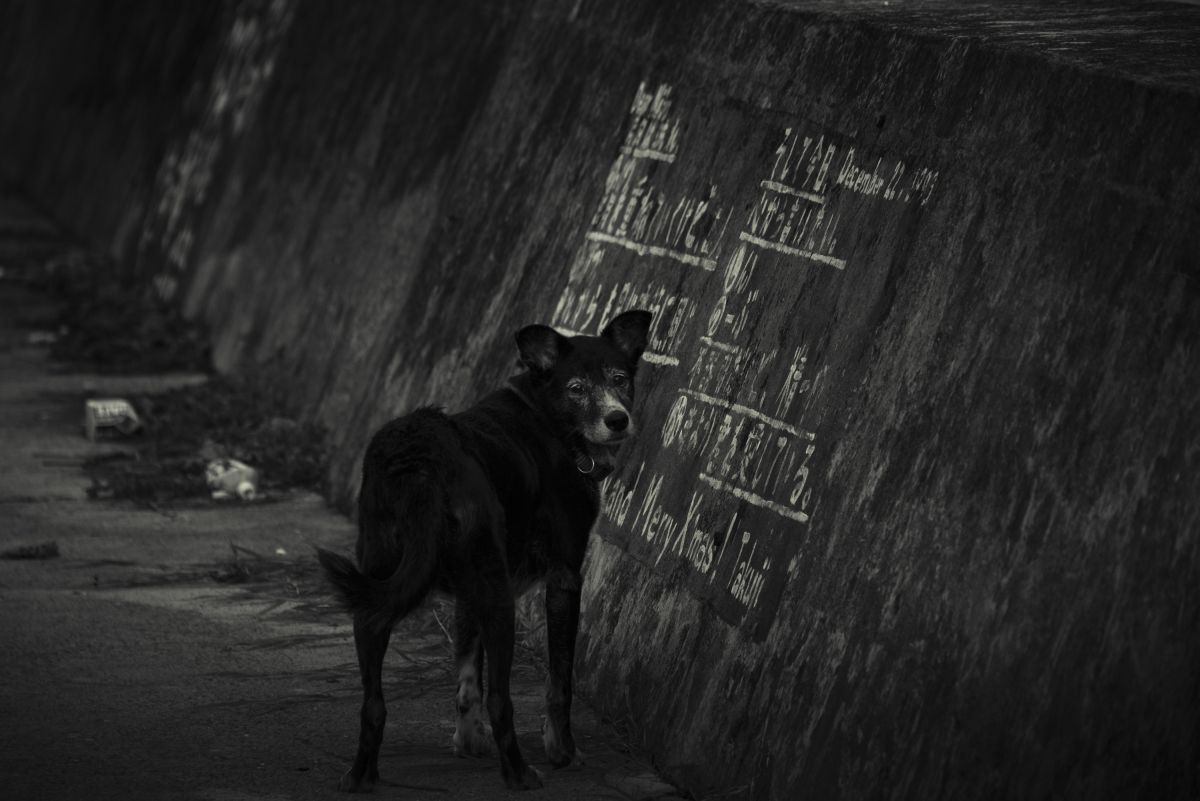 The old man | GANREF