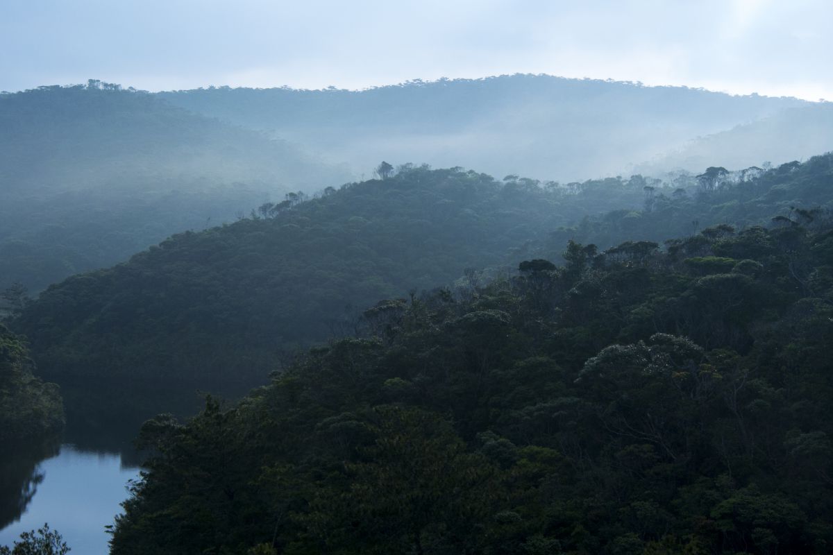 rainforest yanbaru | GANREF