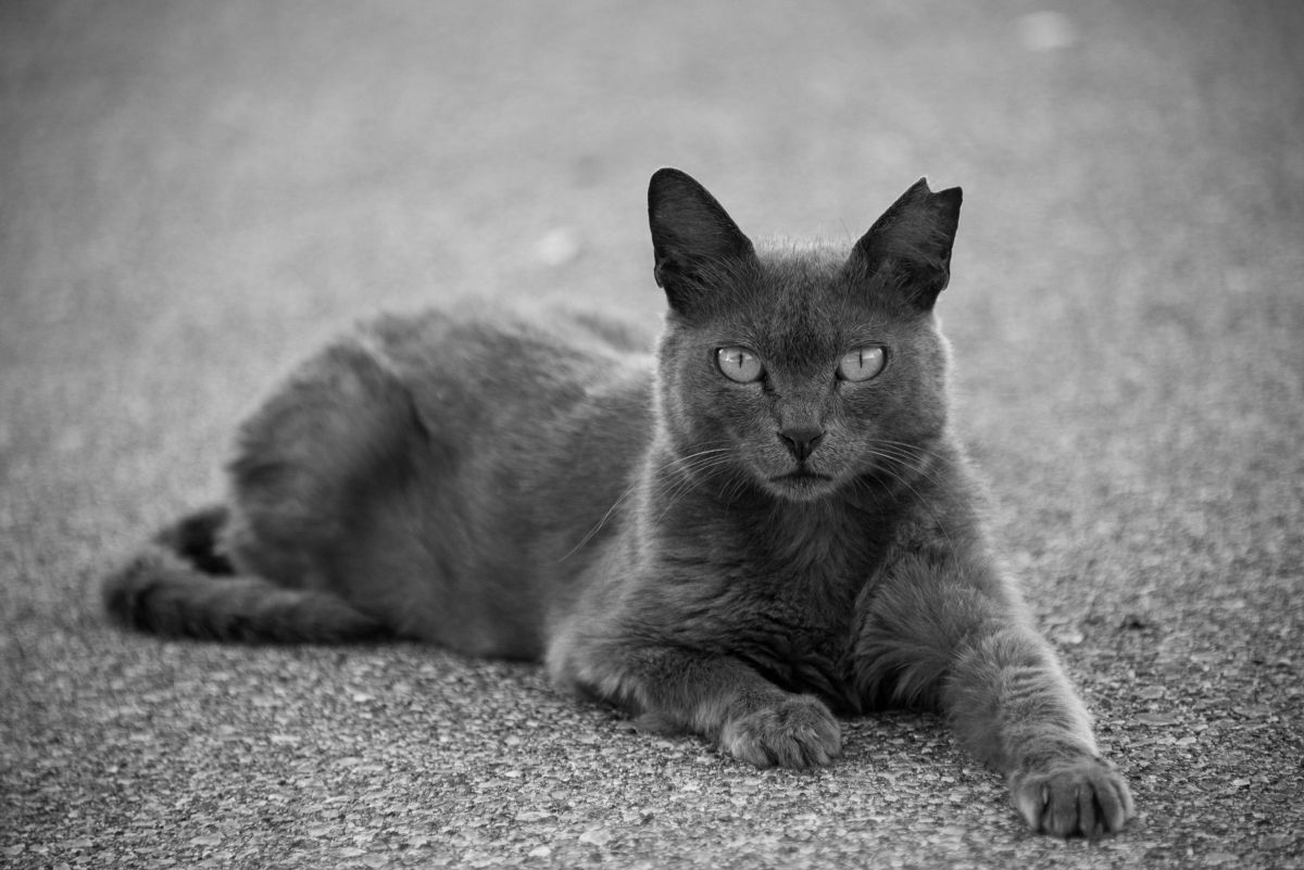 What’s up, Jack? | GANREF