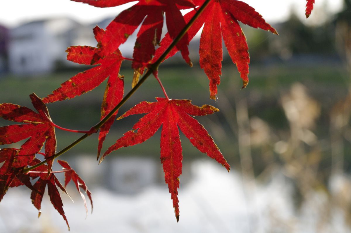 古利根もみじ with PENTAX K-7 | GANREF